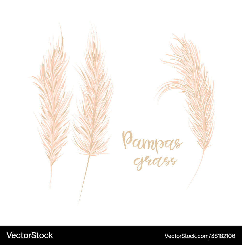 Pampas grass set floral ornamental grass on white Vector Image