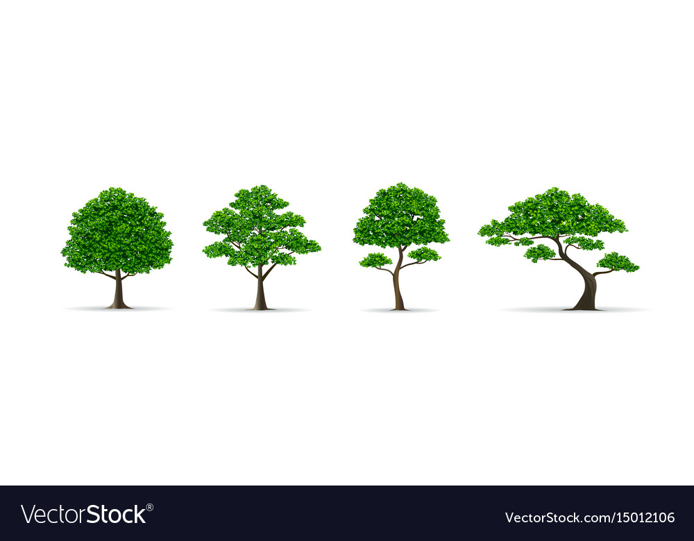Tree set realistic Royalty Free Vector Image - VectorStock