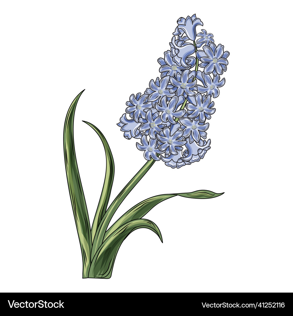 Blue hyacinth flower Royalty Free Vector Image