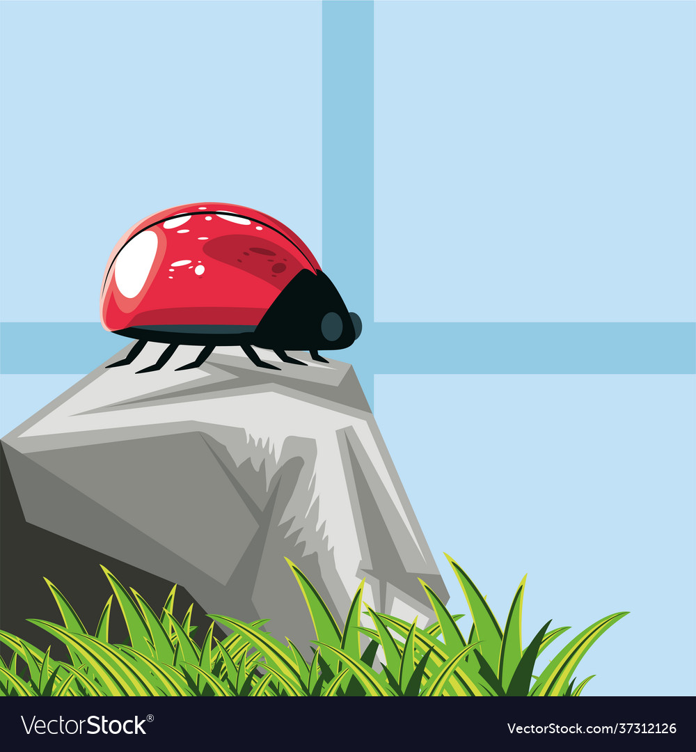 Ladybug on stone Royalty Free Vector Image - VectorStock