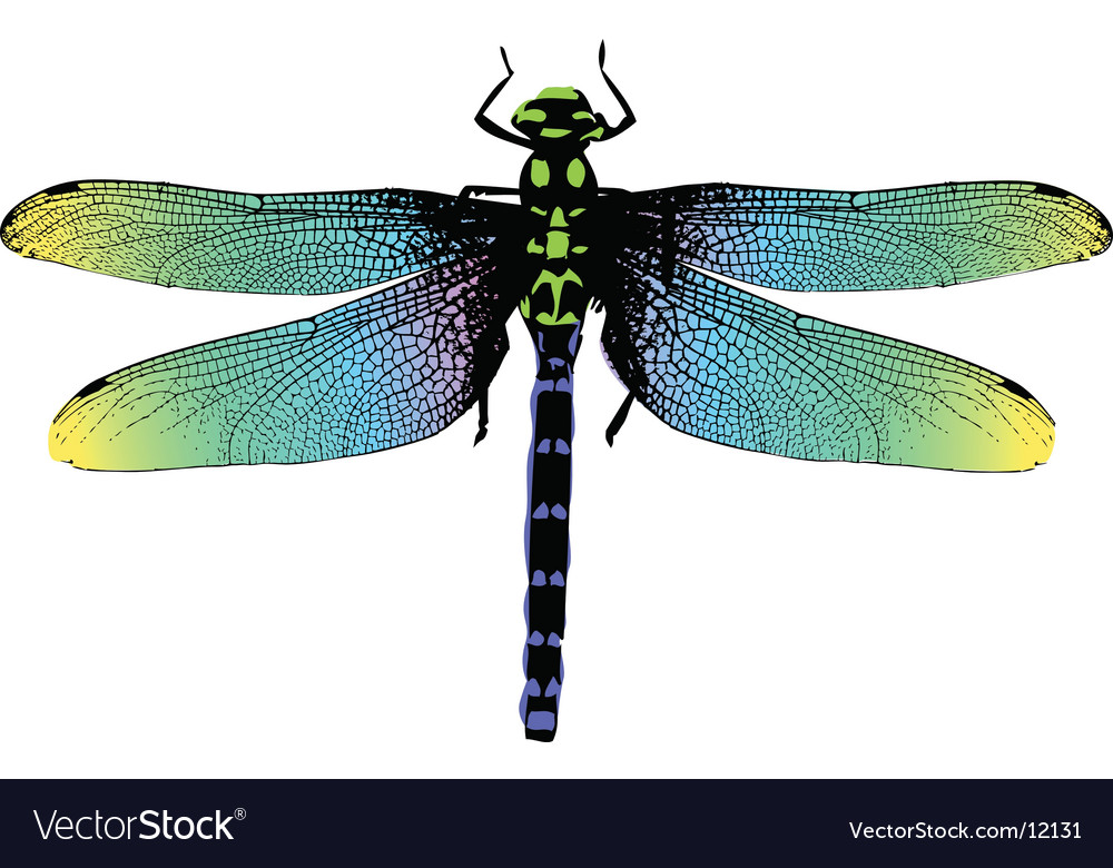 Dragonfly Royalty Free Vector Image - VectorStock