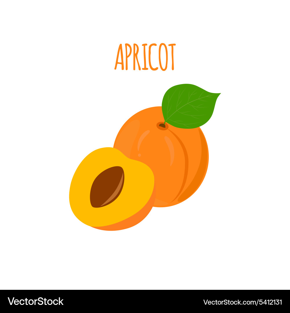 Ripe tasty apricot on a white background Vector Image