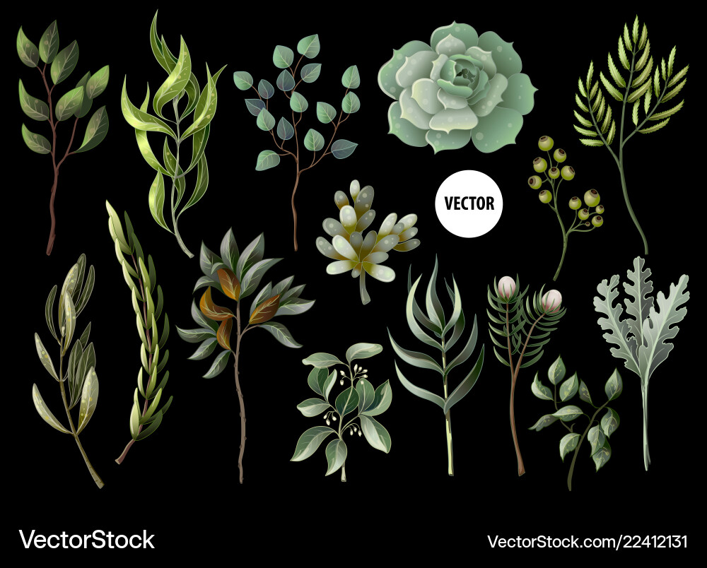 Set of greenery leaves herb and succulent Vector Image