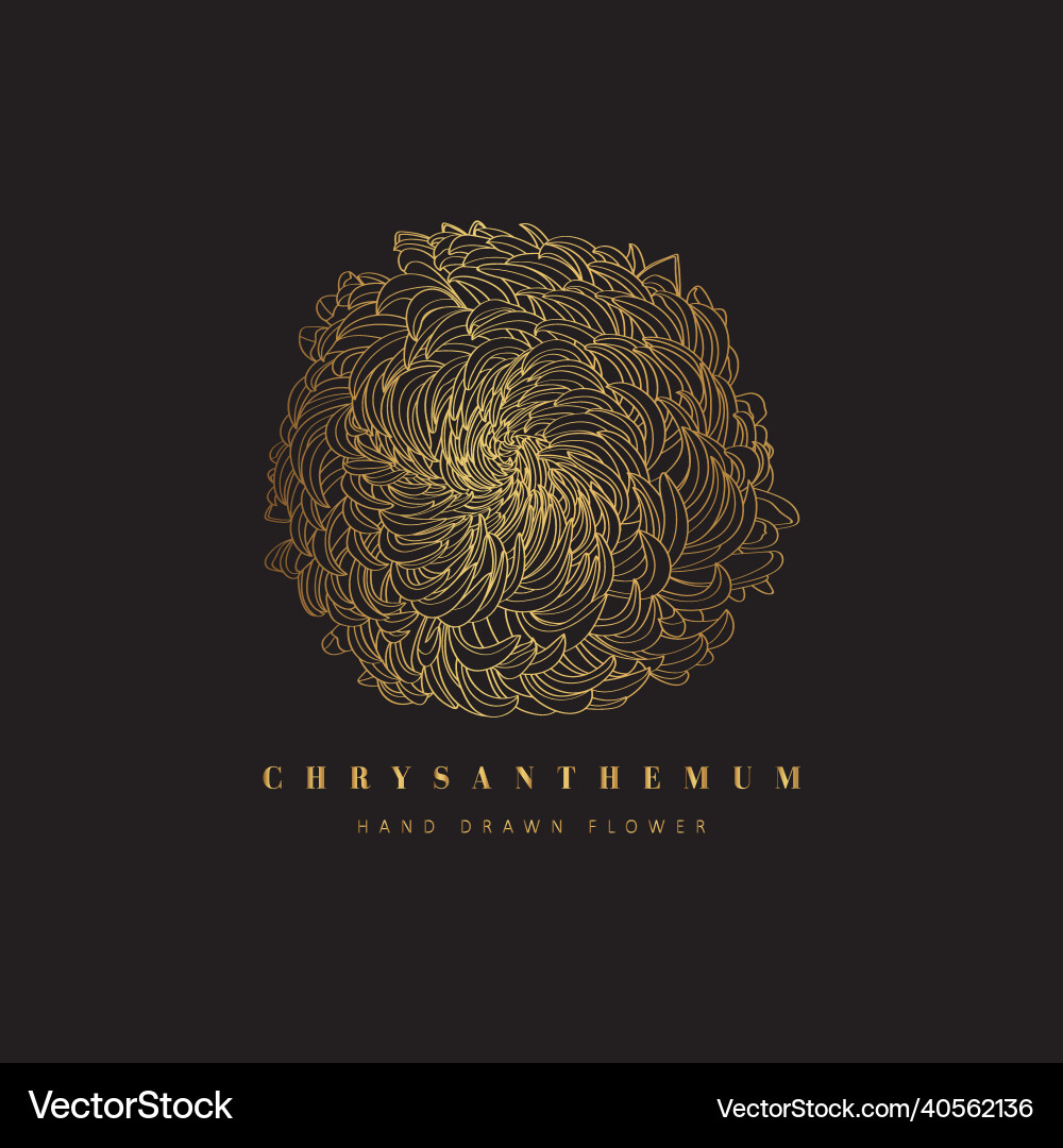 Chrysanthemum flower signs or logo templates Vector Image