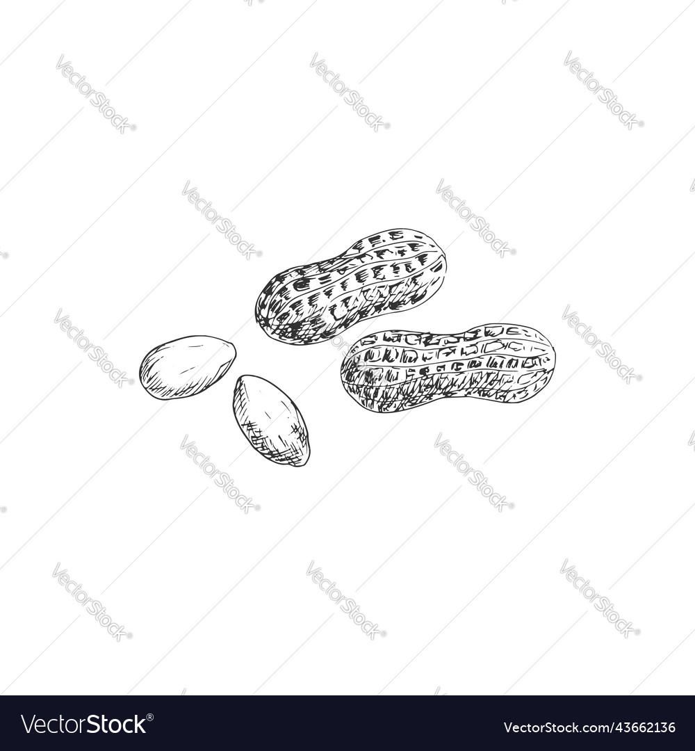 Groundnut and peanut in shell kernels isolated Vector Image