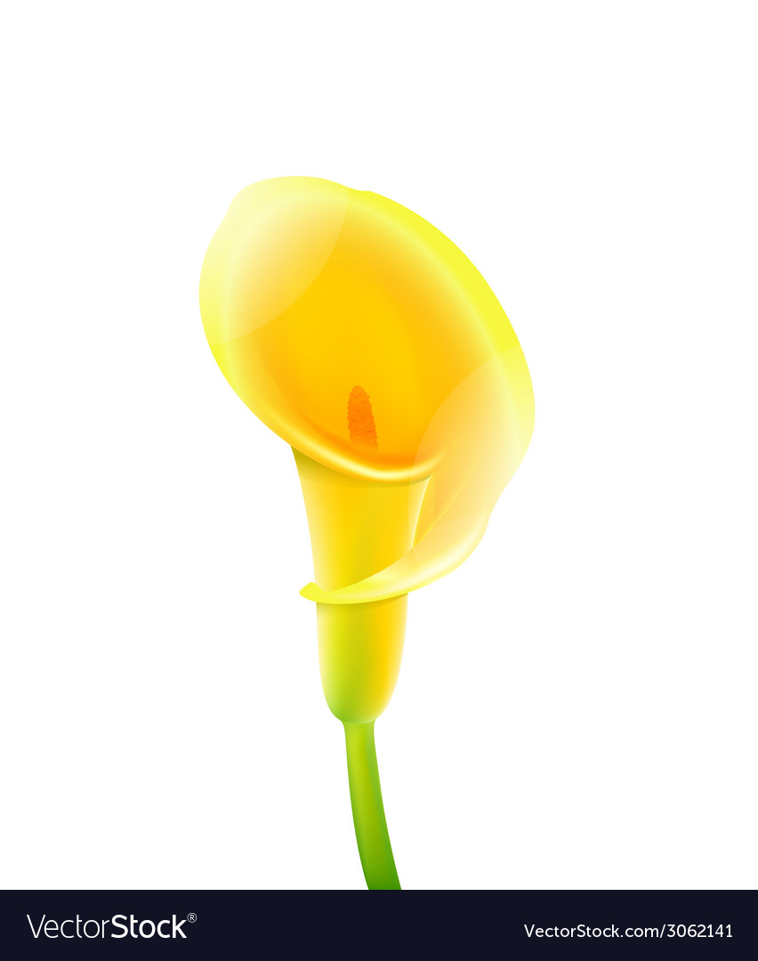 Calla flower Royalty Free Vector Image - VectorStock