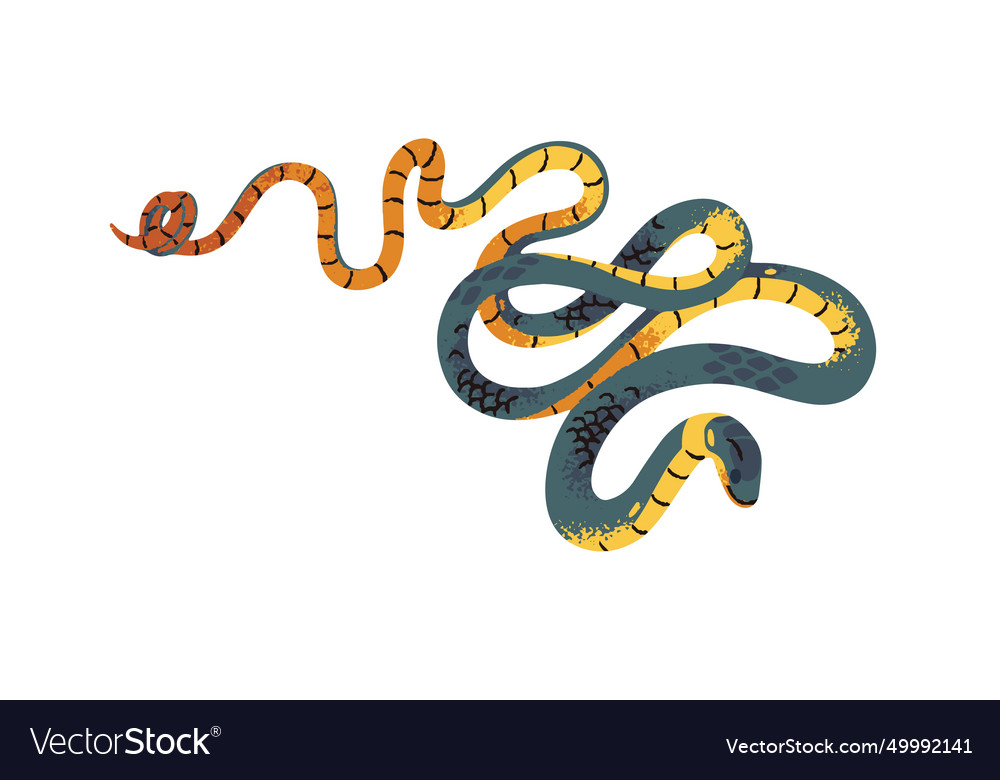 Ringneck spitting cobra or rinkhals exotic poison Vector Image
