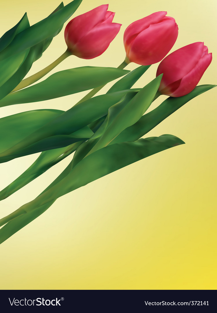 Tulips Royalty Free Vector Image - VectorStock