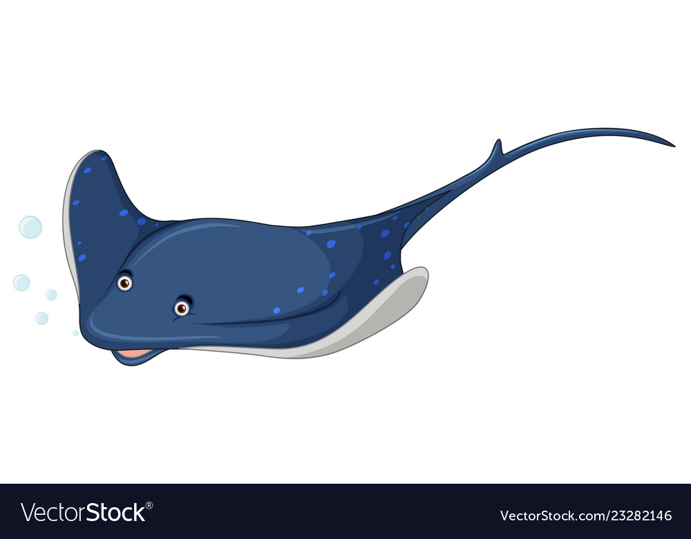 A stingray on white background Royalty Free Vector Image