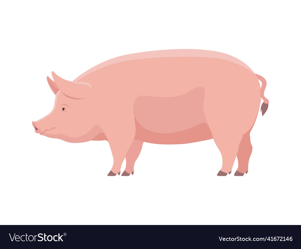 Big fat pig Royalty Free Vector Image - VectorStock