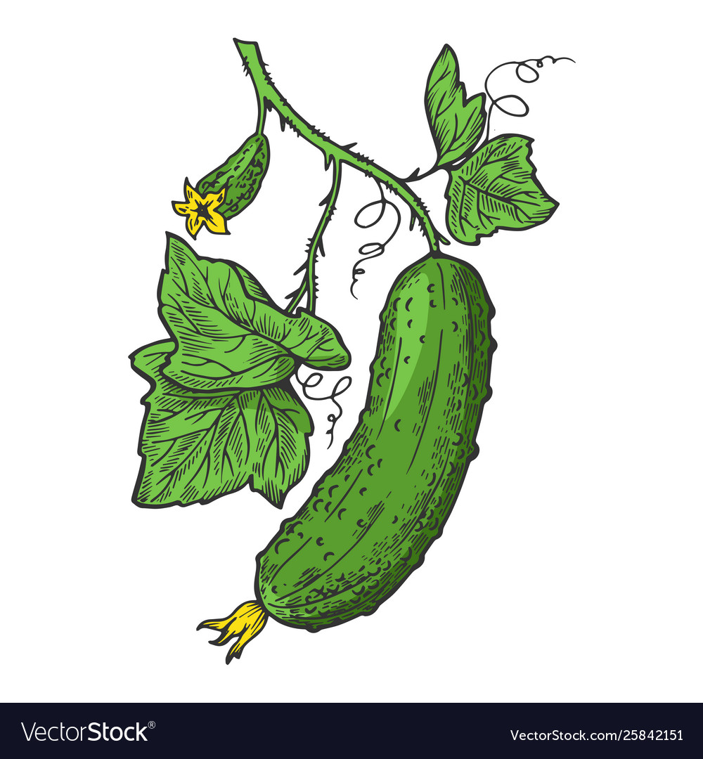 Cucumber engraving Royalty Free Vector Image - VectorStock