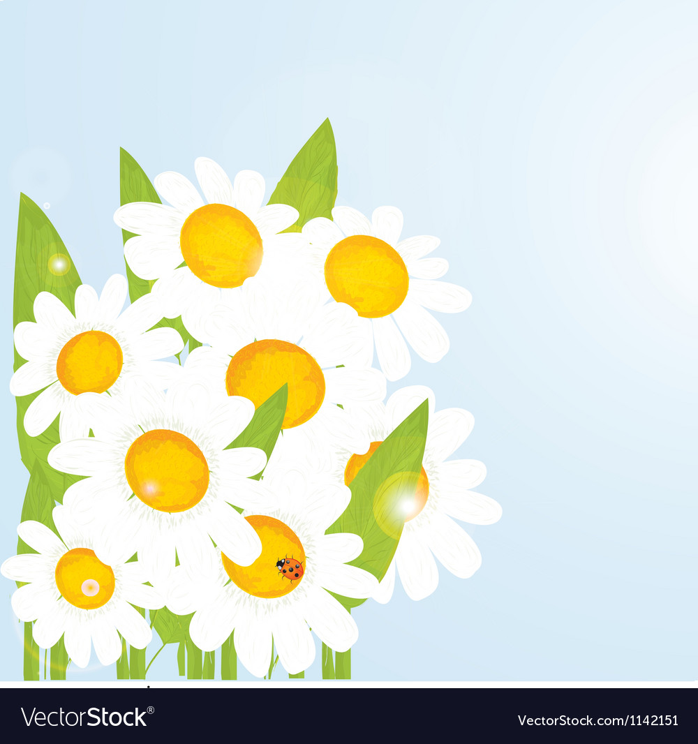 Daisy background Royalty Free Vector Image - VectorStock