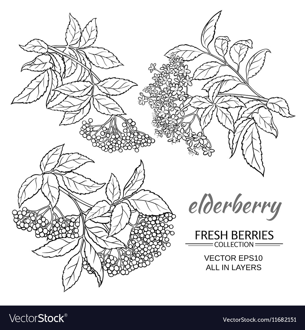 Elderberry set Royalty Free Vector Image - VectorStock Elderberry set Royalty Free Vector Image - VectorStock