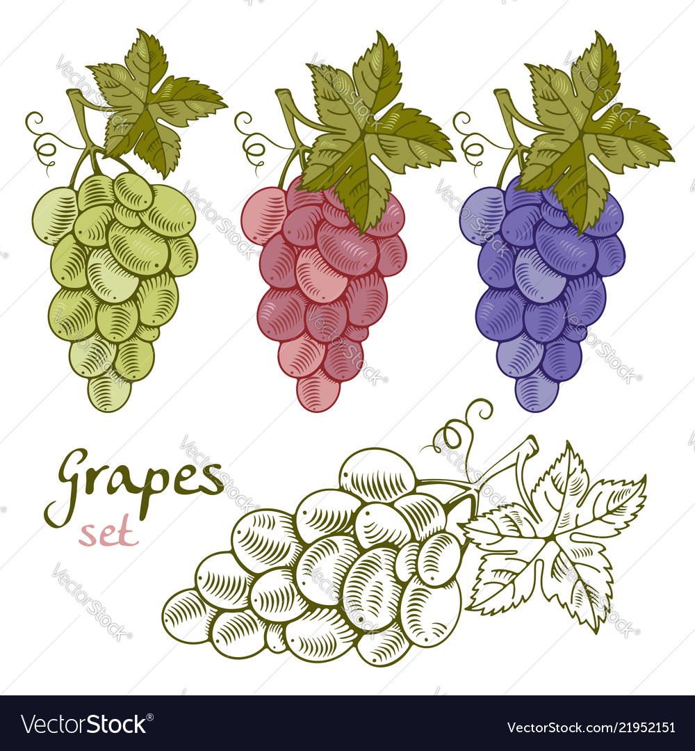 Grapes set Royalty Free Vector Image - VectorStock