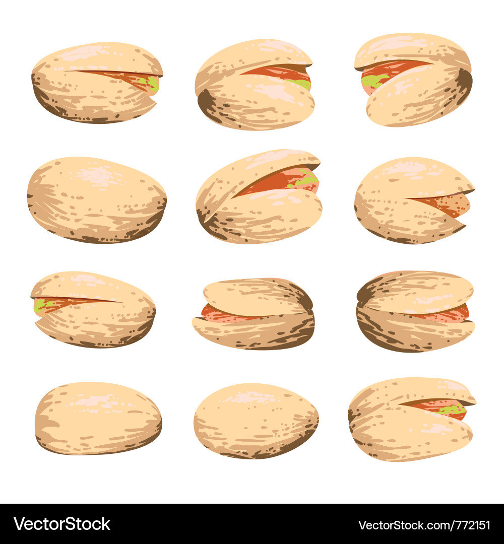 Pistachio fruit set Royalty Free Vector Image - VectorStock
