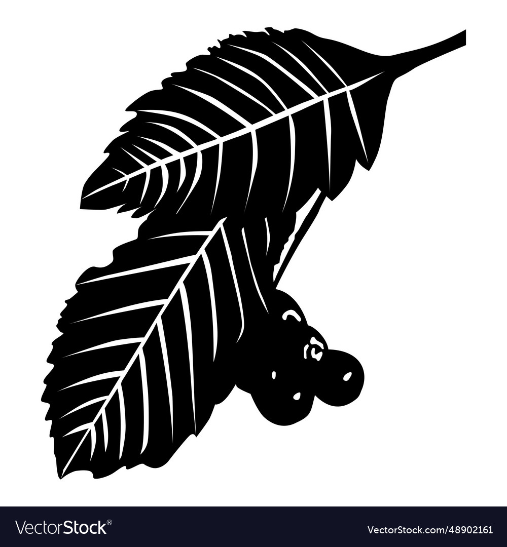 Mountain ash Royalty Free Vector Image - VectorStock