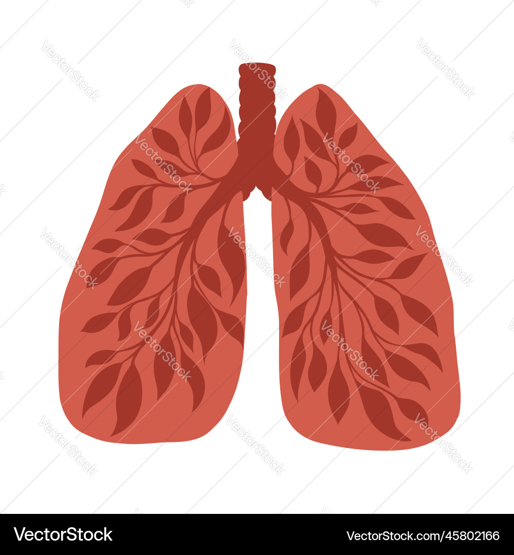 Anatomical of healthy human Royalty Free Vector Image
