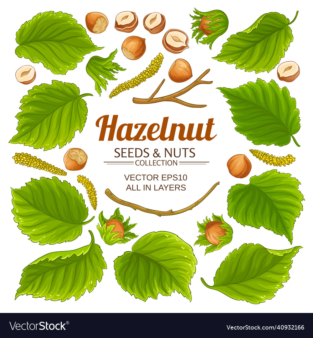 Hazelnut branches elements set on white background