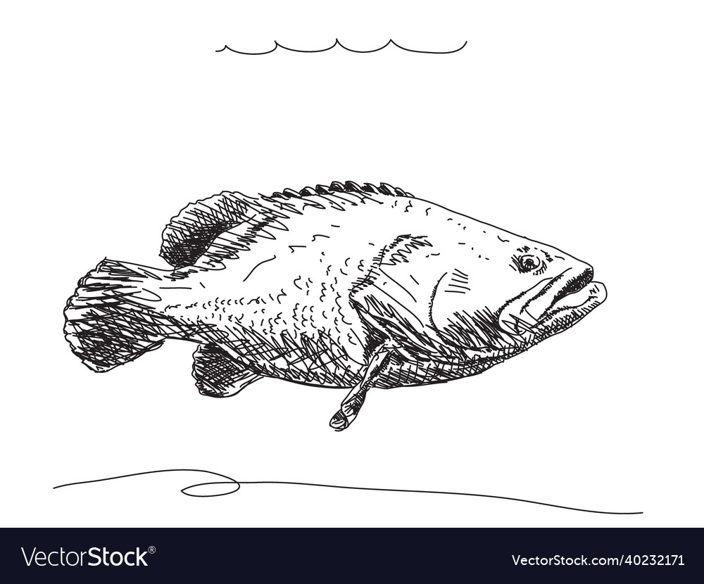 Hand drawn fish Royalty Free Vector Image - VectorStock