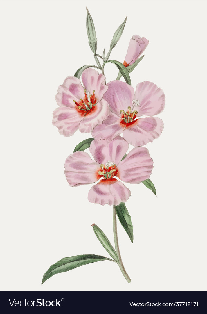 Pink hibiscus Royalty Free Vector Image - VectorStock