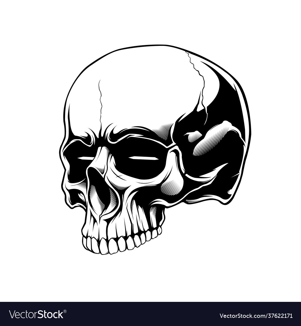Skull1 Royalty Free Vector Image - VectorStock