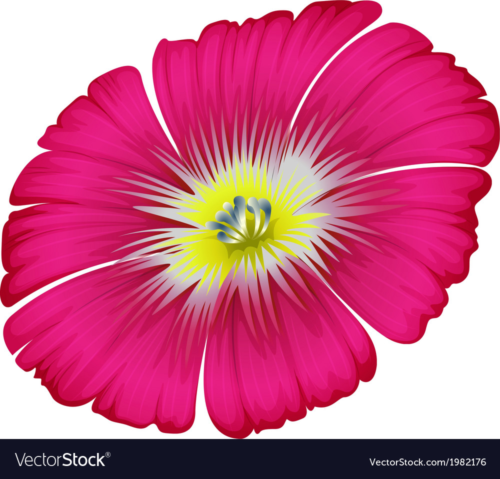 A pink flower Royalty Free Vector Image - VectorStock