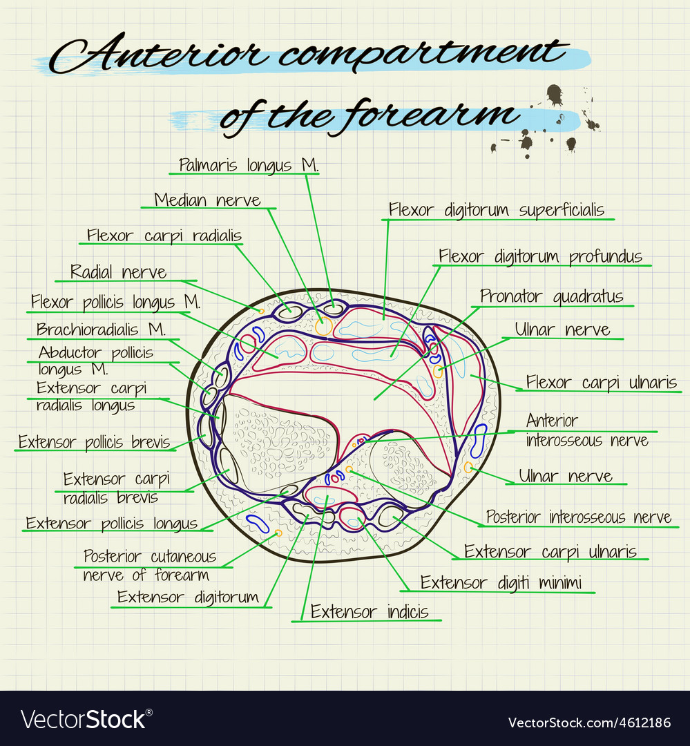 Structure human forearm Royalty Free Vector Image