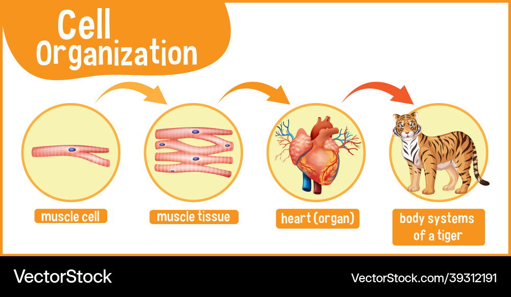 Diagram showing cell organization in a tiger Vector Image
