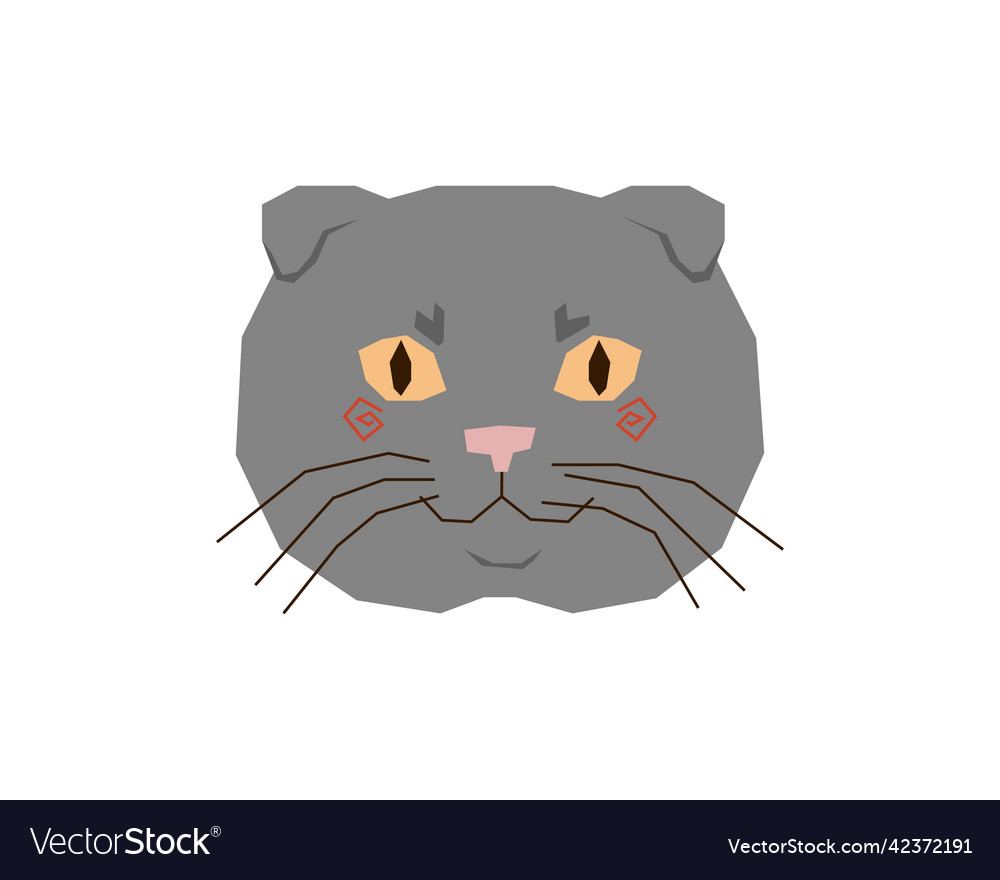 Head of a grey fold-eared cat with yellow eyes Vector Image