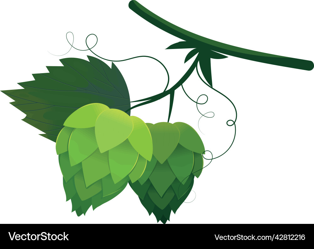Fresh green hop plant Royalty Free Vector Image