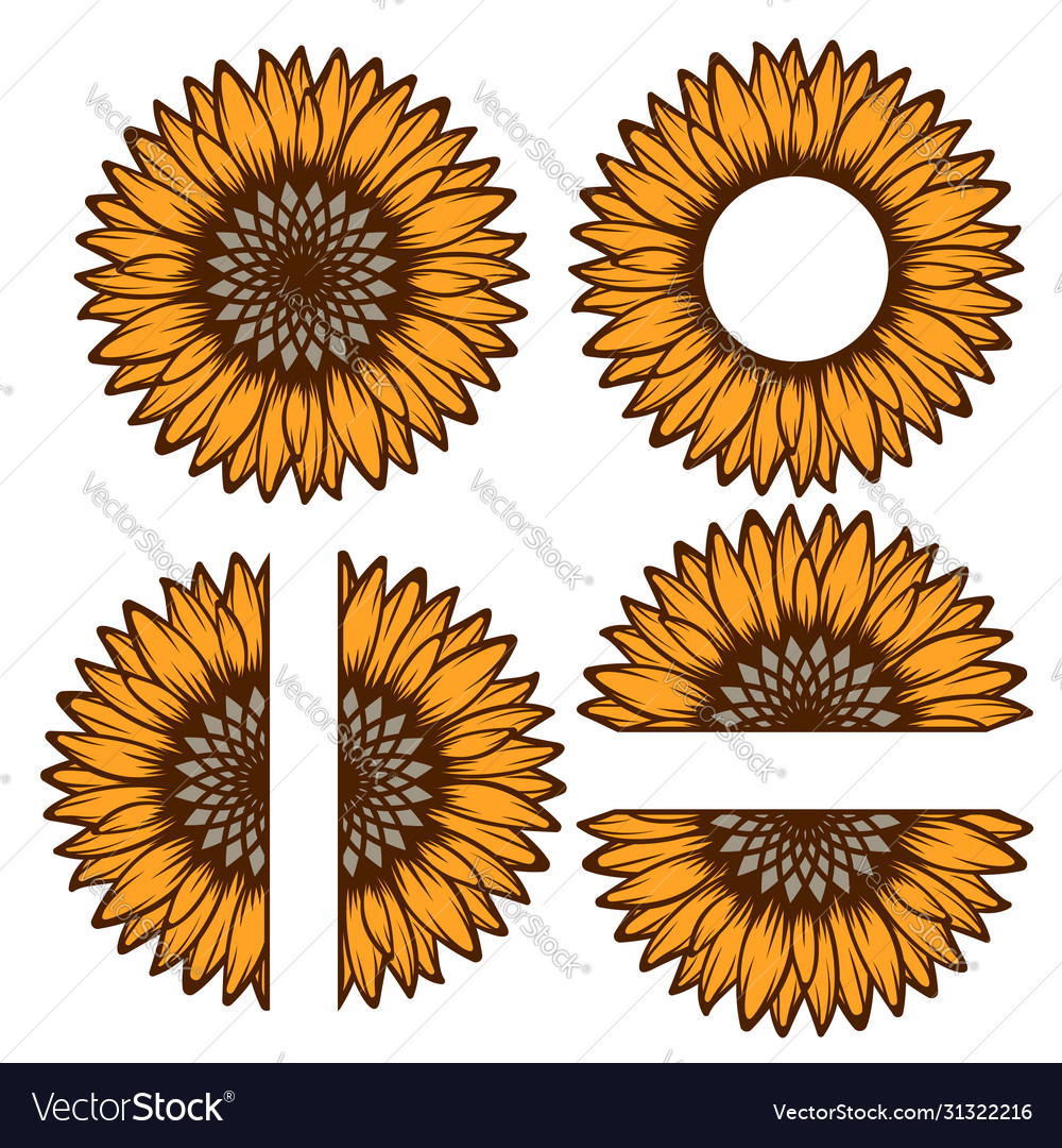 Sunflower Royalty Free Vector Image - VectorStock