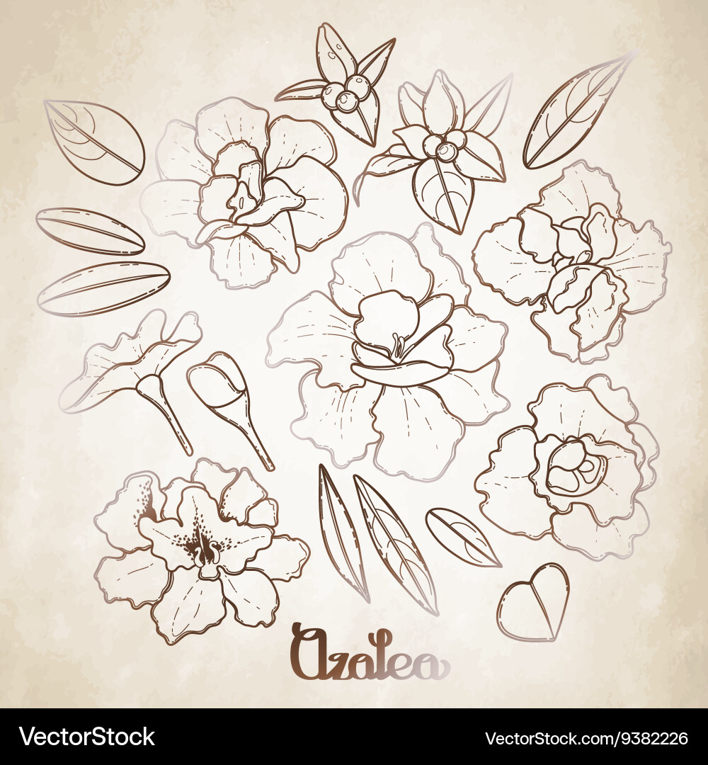 Azalea leaves and flowers collection Royalty Free Vector