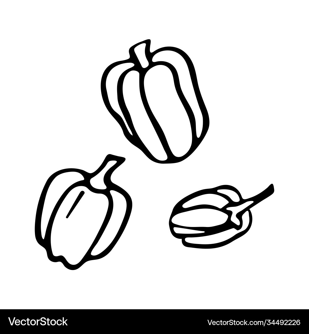 Hand drawn bell pepper in doodle style isolated Vector Image