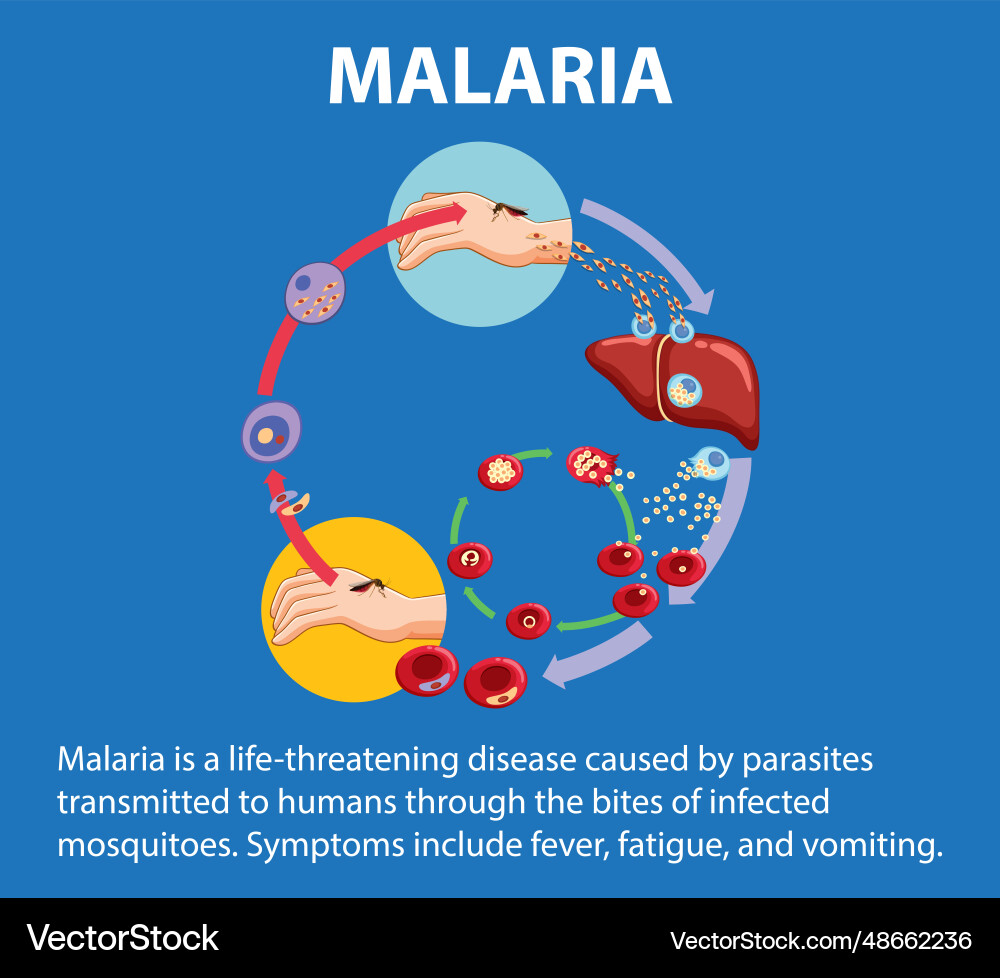 Life cycle of malaria parasite a visual guide Vector Image