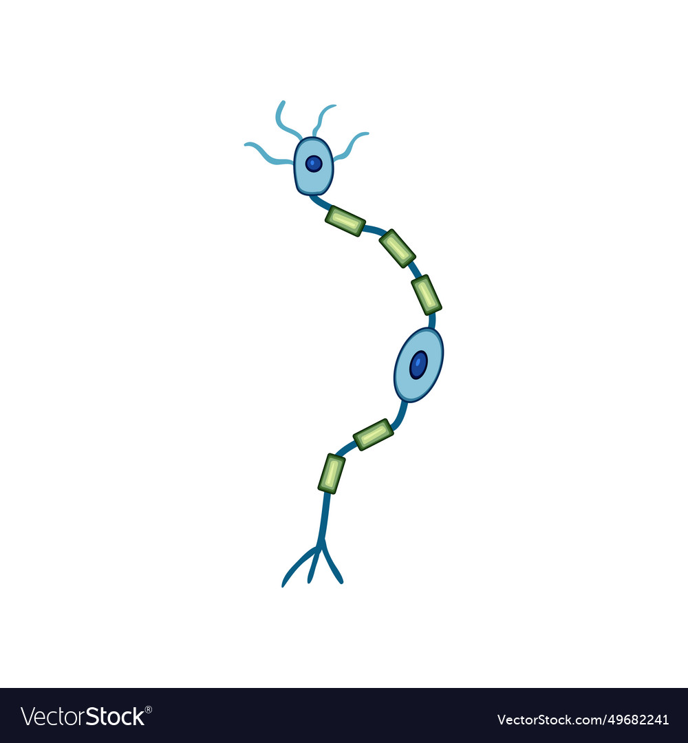 Diagram neurons cartoon Royalty Free Vector Image Diagram neurons cartoon Royalty Free Vector Image