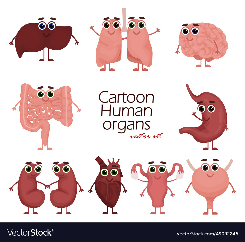 Cartoon human organs Royalty Free Vector Image