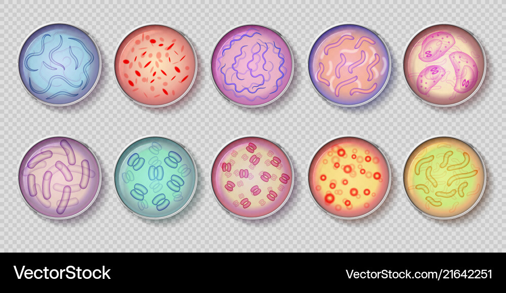 Bacteriology gram negative bacteria culture and Vector Image