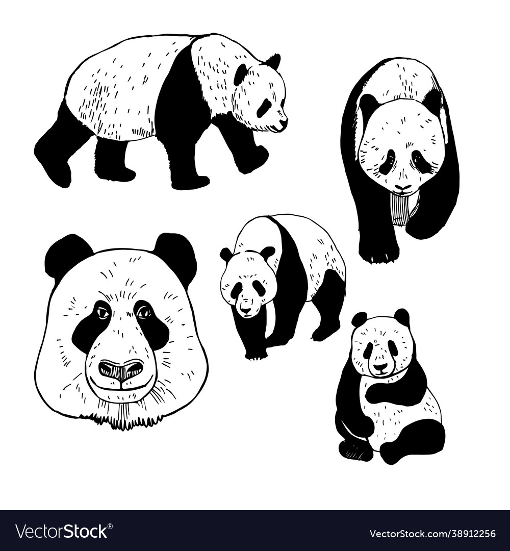 Panda set Royalty Free Vector Image - VectorStock