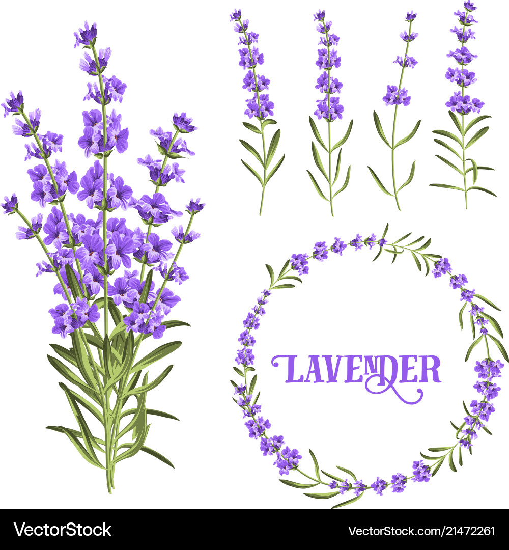 Set lavender flowers elements Royalty Free Vector Image