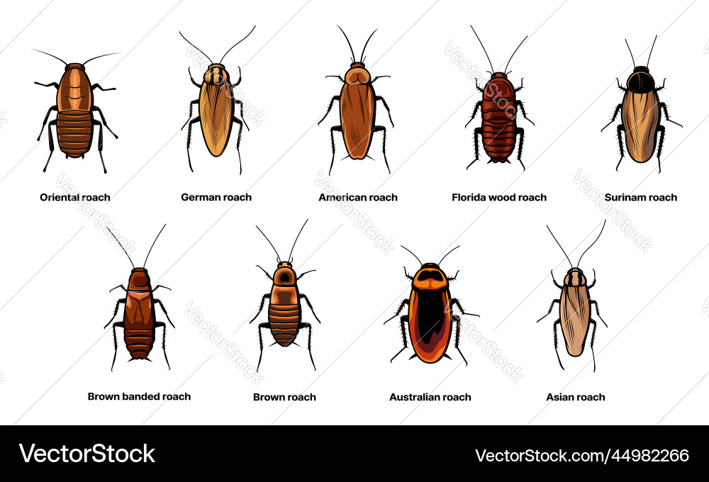 Cockroach set insect roach and bug species icons Vector Image