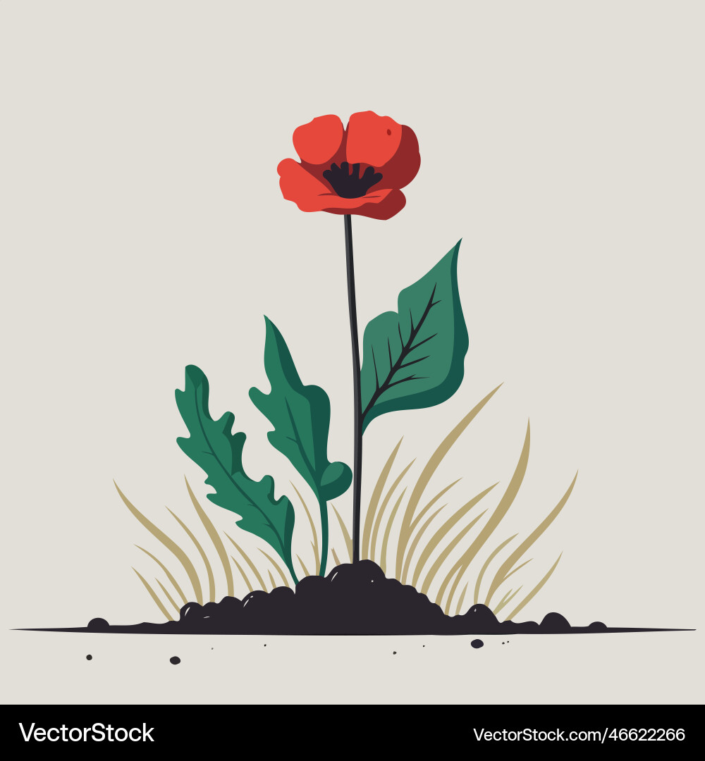 One red poppy flower Royalty Free Vector Image