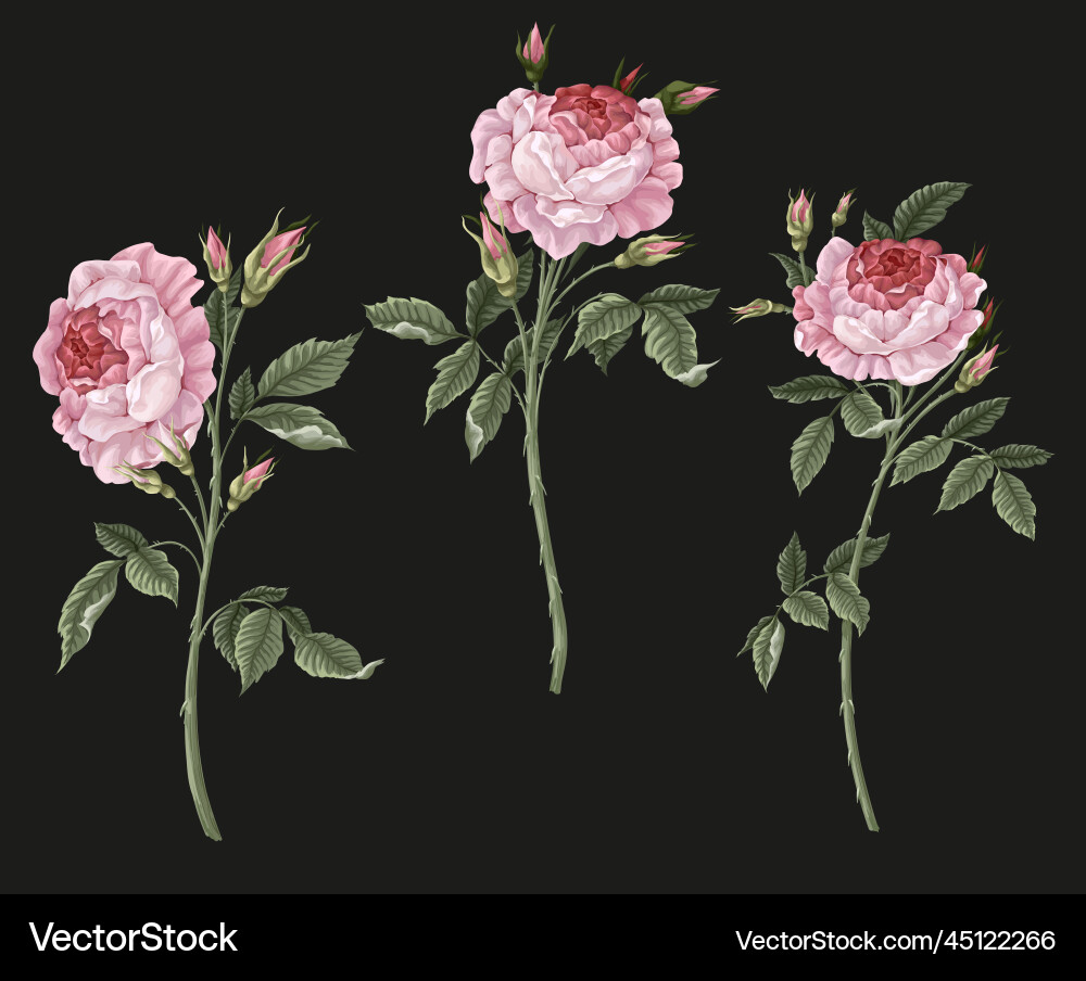 Pink vintage roses isolated Royalty Free Vector Image