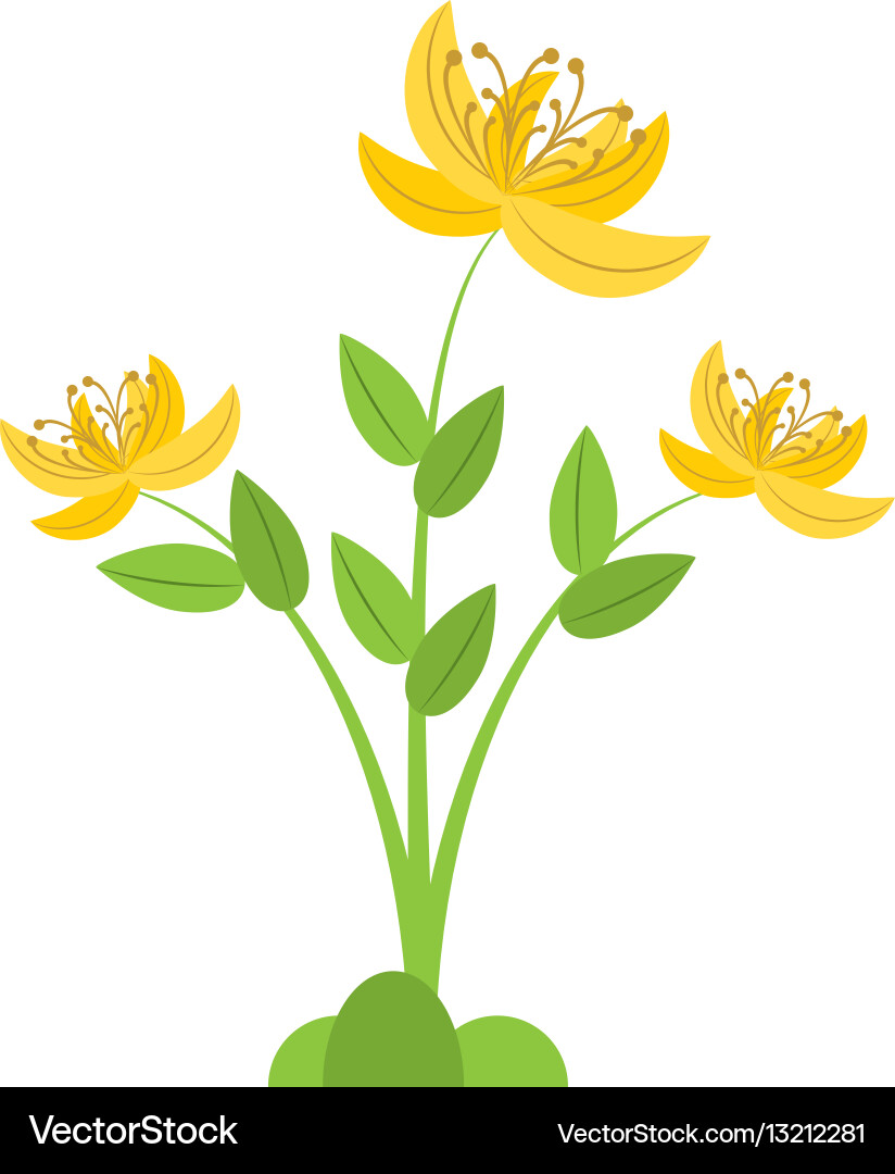 Yellow lily flower natural Royalty Free Vector Image