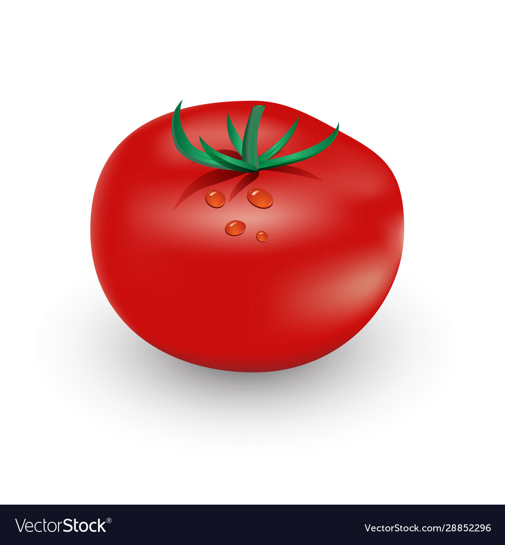 Tomato Royalty Free Vector Image - VectorStock