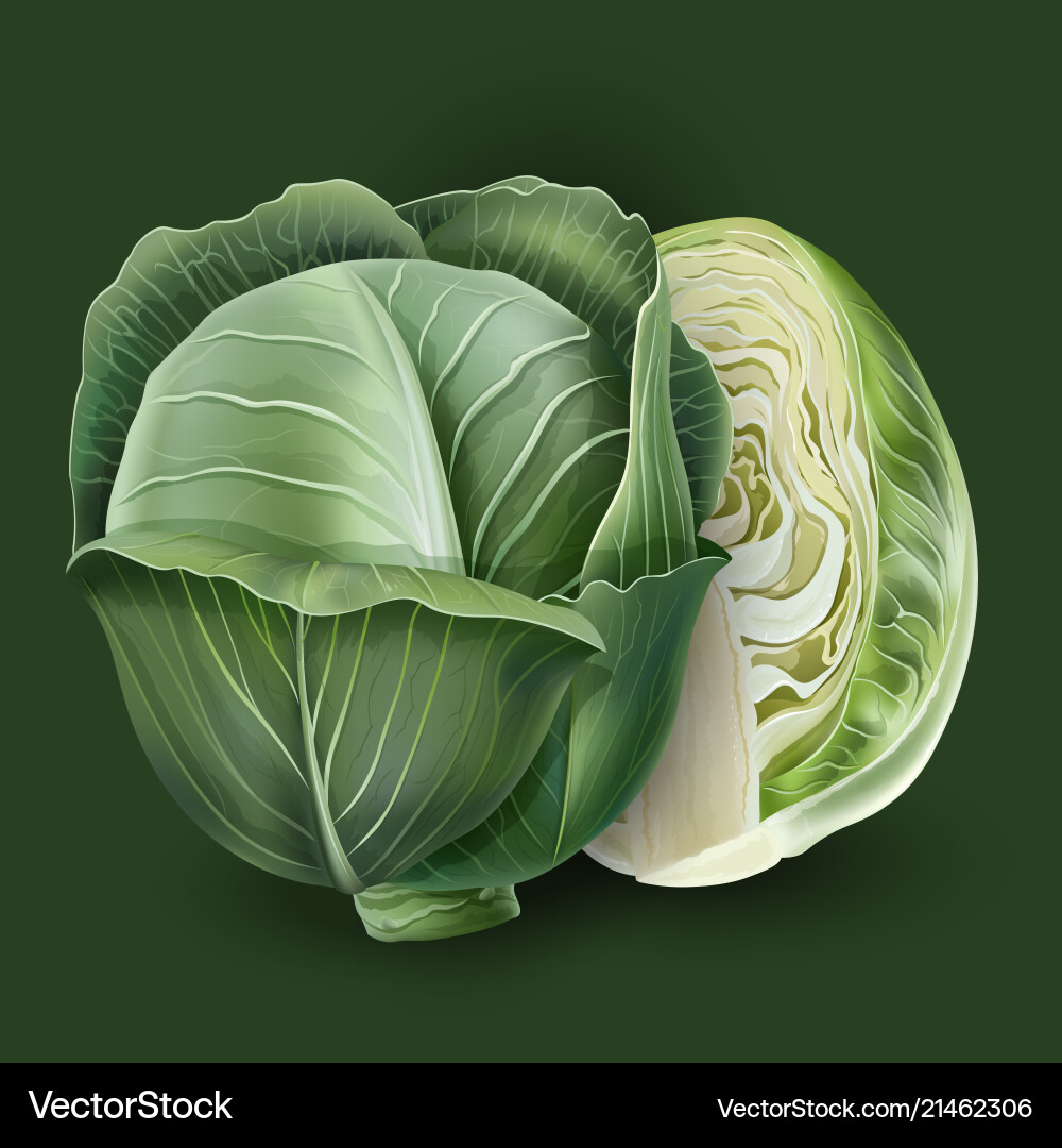 Cabbage on a green background Royalty Free Vector Image