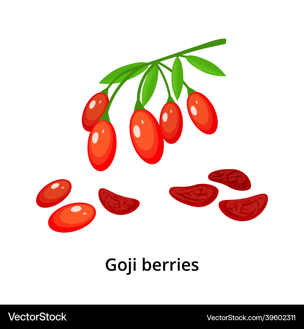 Bunch of goji berries Royalty Free Vector Image