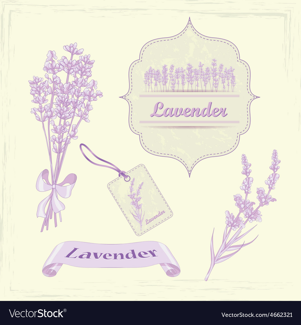 Lavender Royalty Free Vector Image - VectorStock