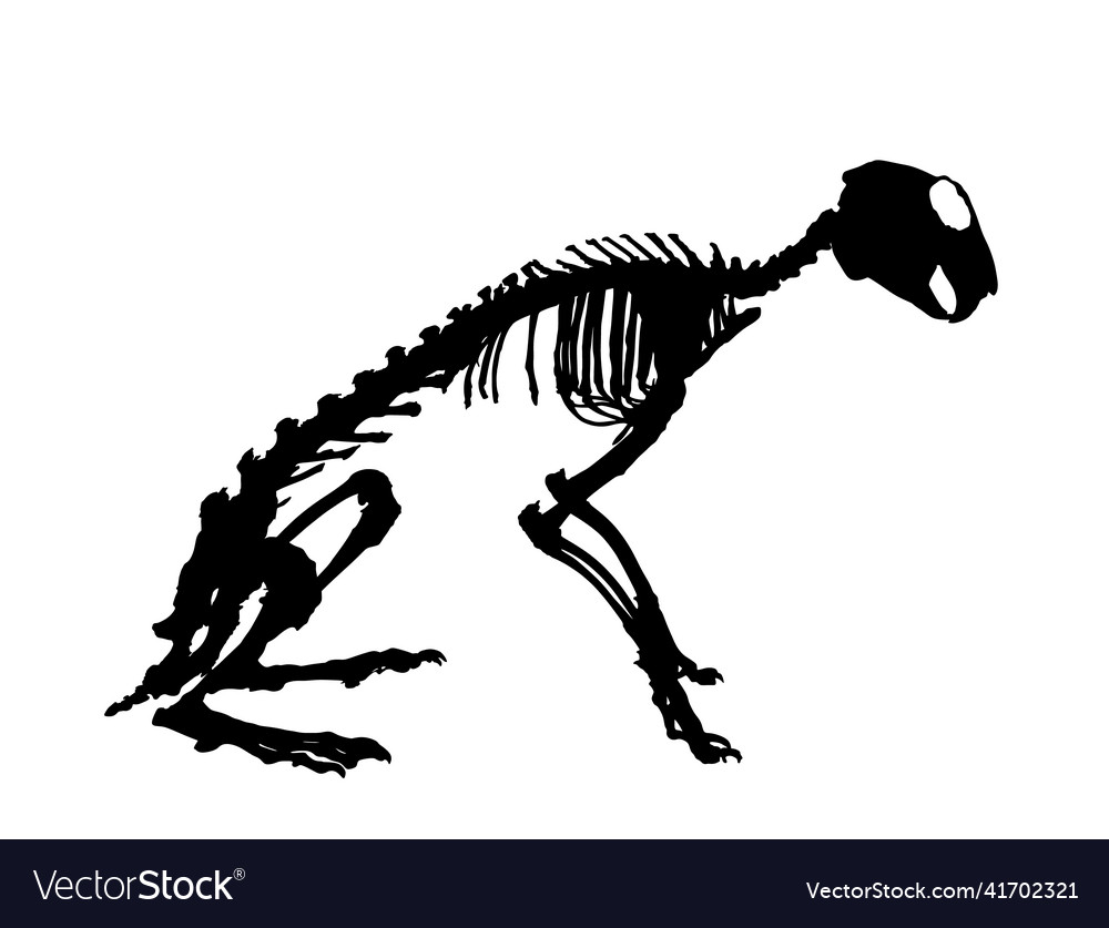 Rabbit skeleton silhouette Royalty Free Vector Image