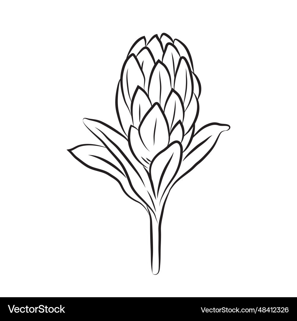 Protea flower linear icon a bud of large Vector Image
