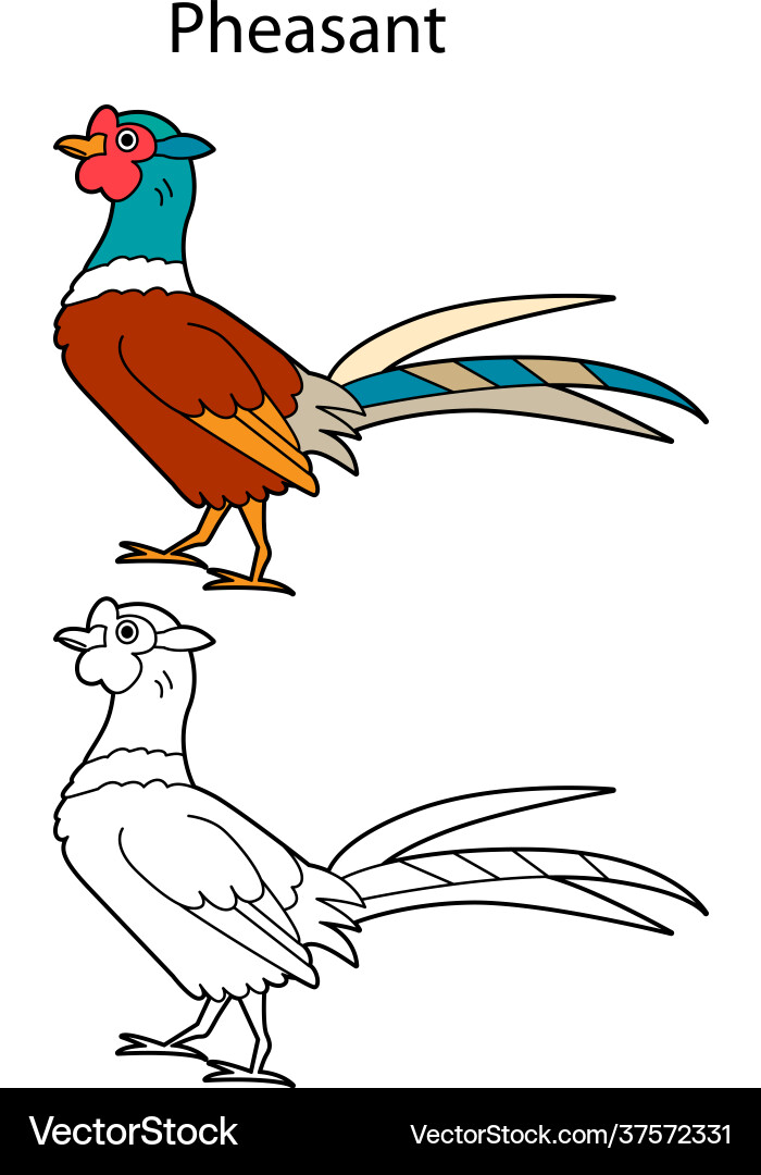 Funny cute bird pheasant isolated on white Vector Image